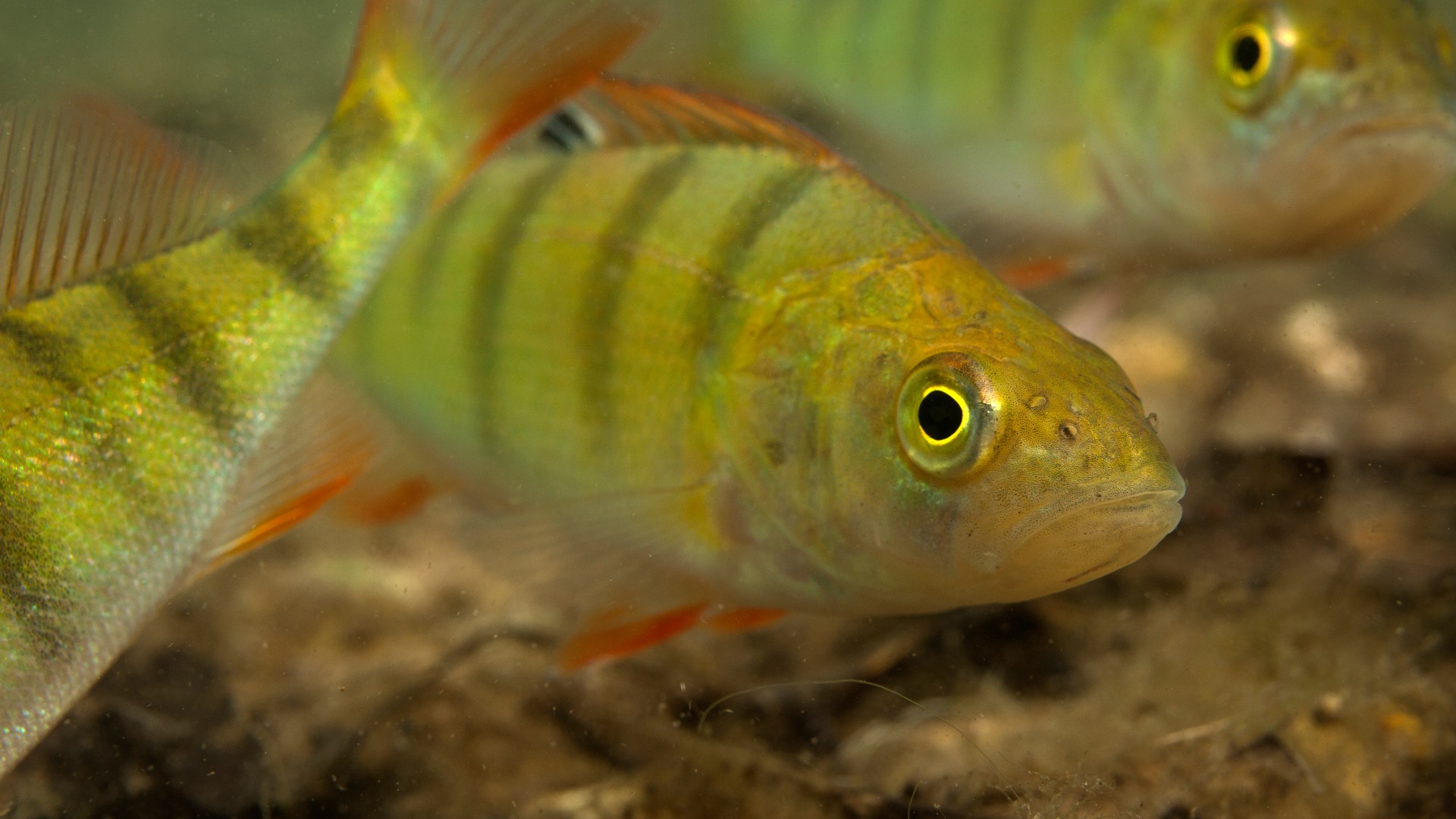 De Levende Natuur - Nummer 02 2022