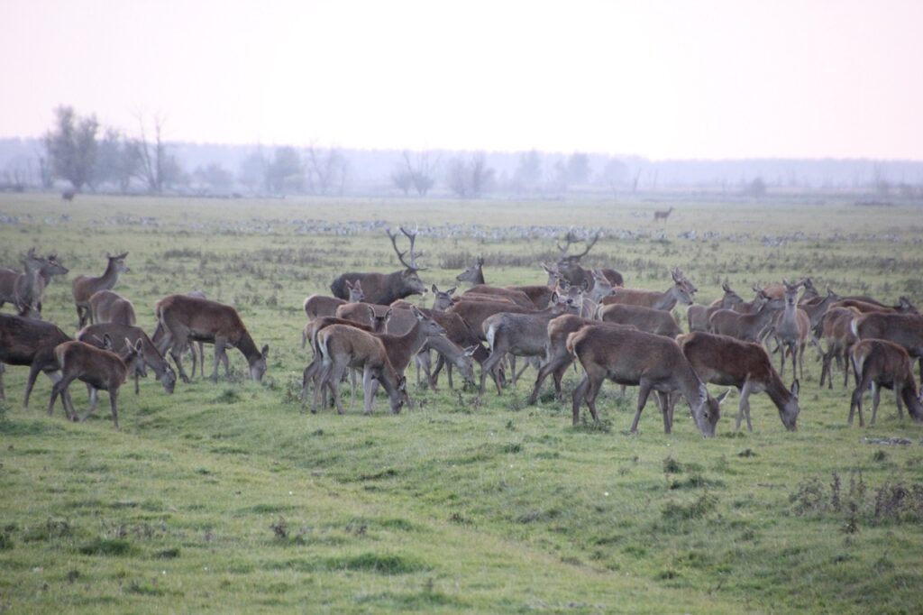 De Levende Natuur - Nummer 03 2022
