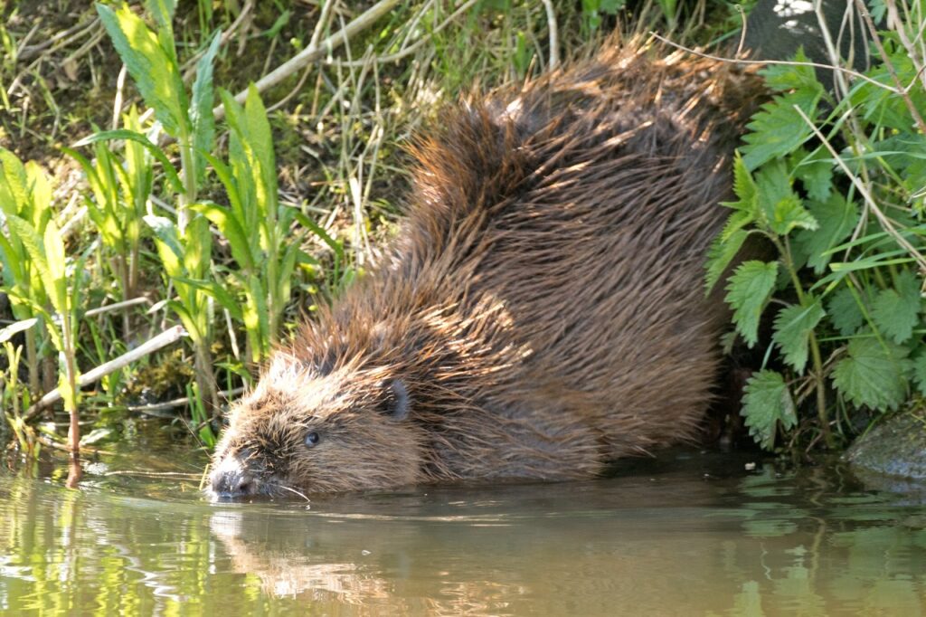 De Levende Natuur - Nummer 06 2022