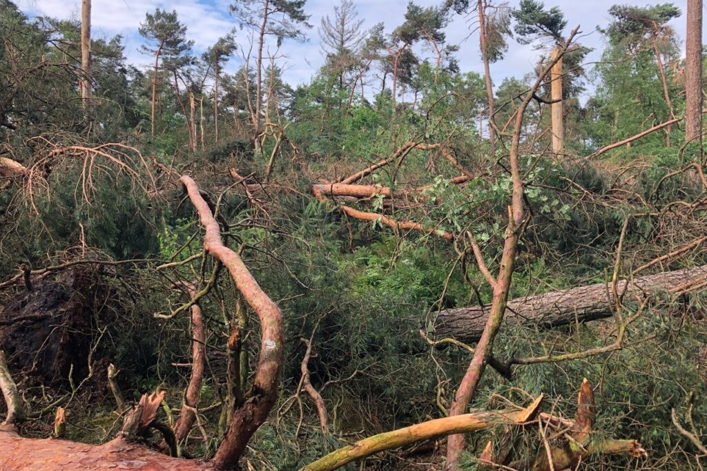 De Levende Natuur - Nummer 06 2022