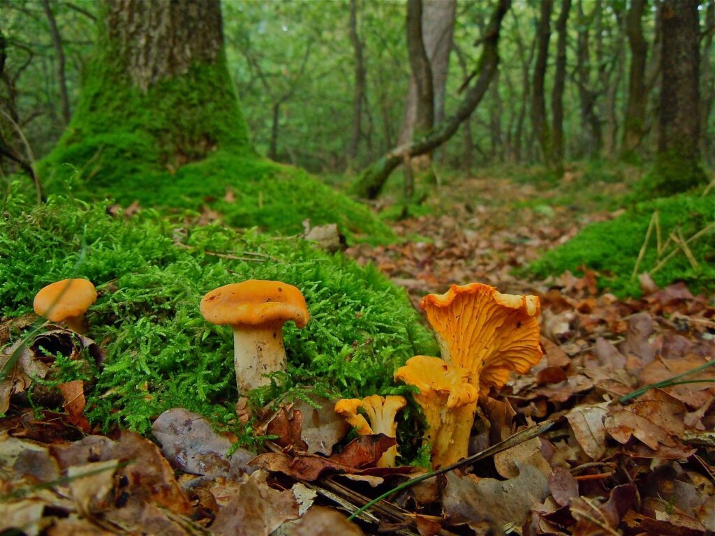 De Levende Natuur - Nummer 02 2023