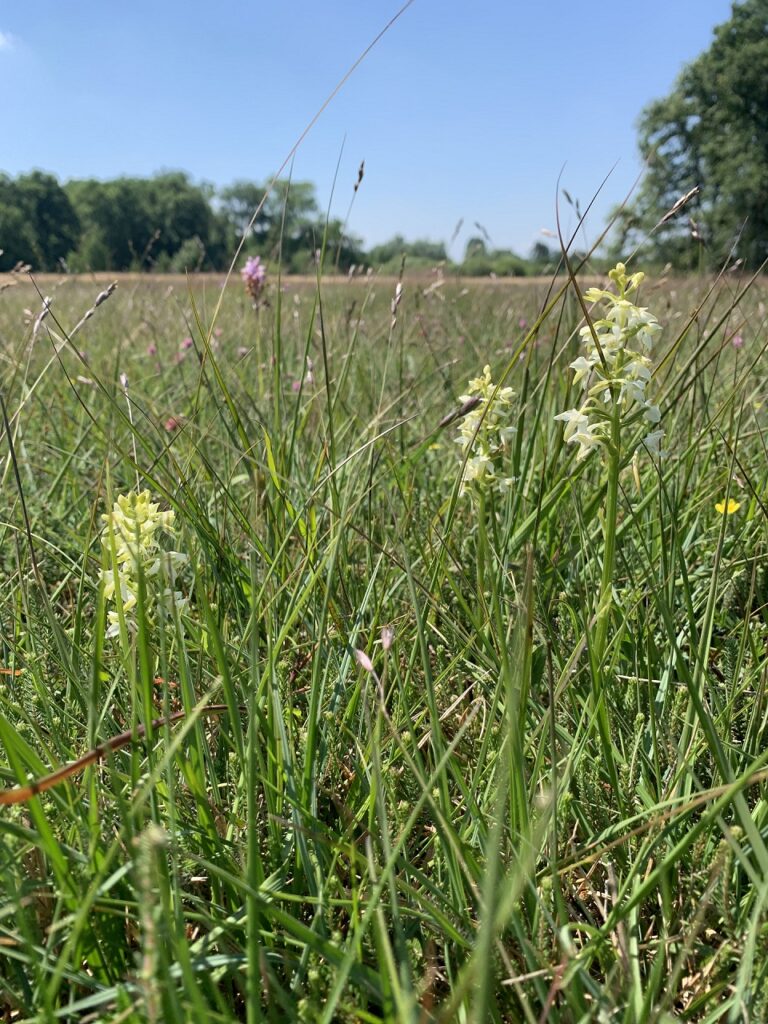 De Levende Natuur - Nummer 02 2023